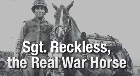 War Horse Reckless - Ban Horse Slaughter