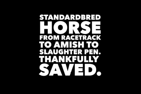 TATTOO SAVES HORSE - Ban Horse Slaughter