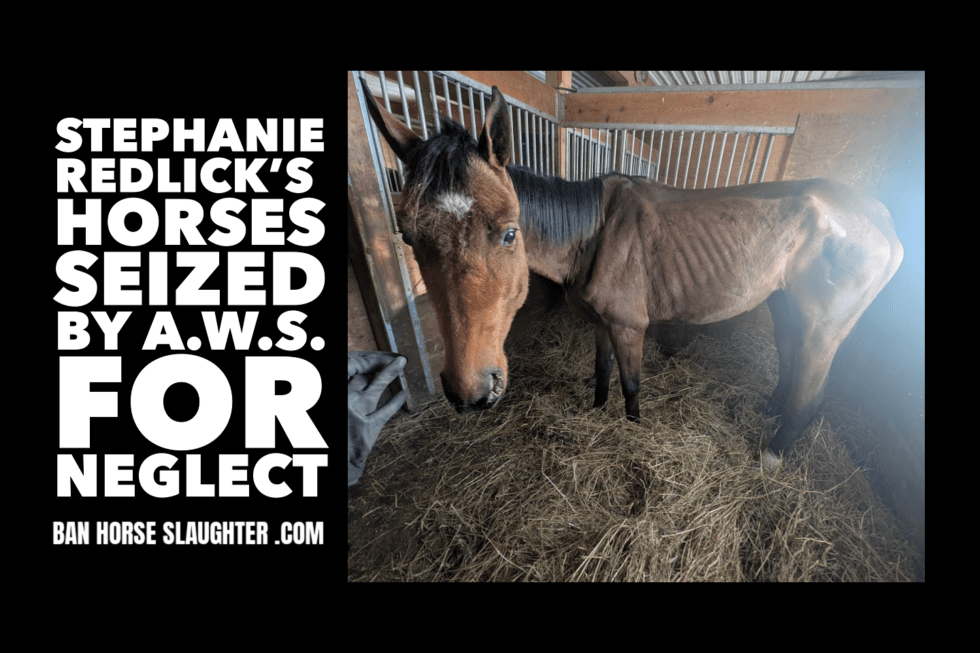 STEPHANIE REDLICK'S NEGLECTED HORSES SEIZED BY AWS - Ban Horse Slaughter