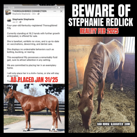 STEPHANIE REDLICK HORSE FOR SALE - Ban Horse Slaughter