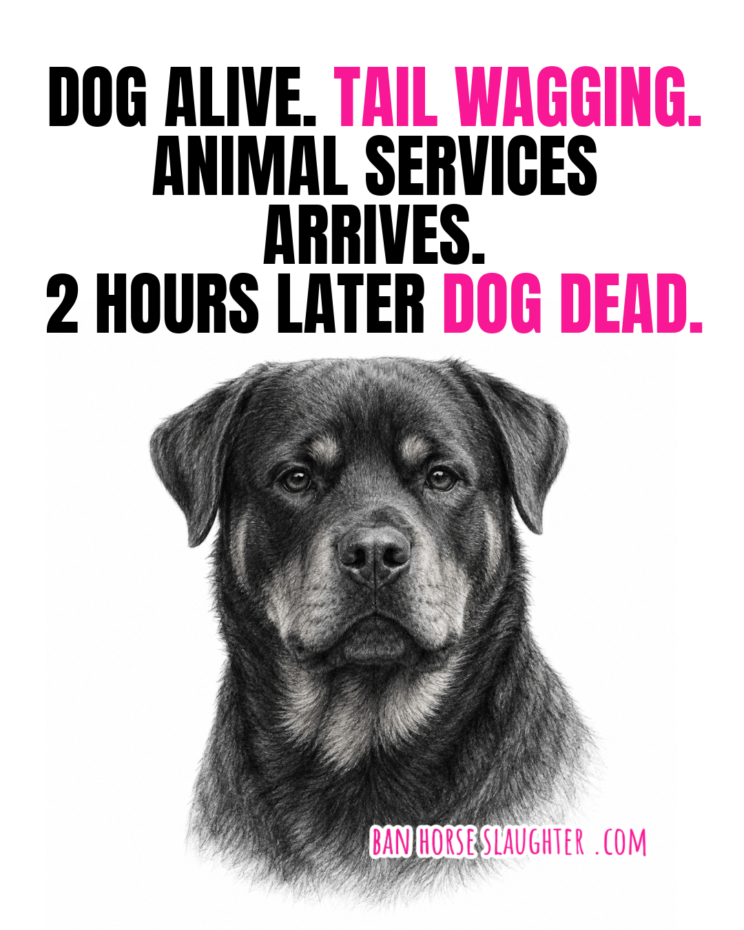 DEAD ROTTWEILER IN AURORA - Ban Horse Slaughter